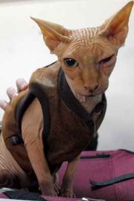 [Fotos] Único gato calvo de Chile se exhibirá en show felino ...