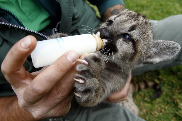 [Fotos] Cría de león recién nacida fue presentada en zoológico de ...
