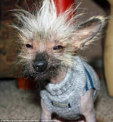 [Fotos] Perros compiten por el premio al más feo - Cooperativa.cl