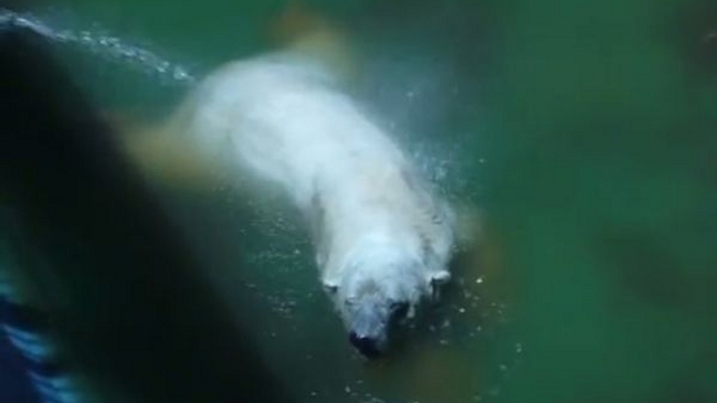 El único oso polar en Argentina es refrescado con mangueras debido a ...