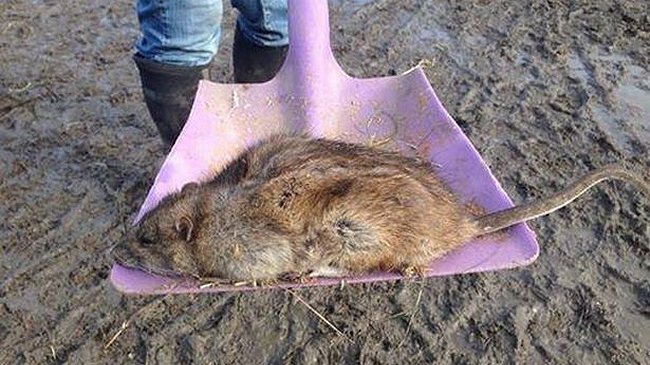 Plaga de ratas gigantes aterroriza a Inglaterra - Cooperativa.cl