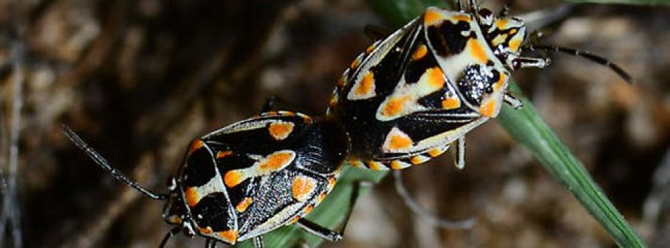 Especie de chinche inédita en Sudamérica apareció en Quilicura ...