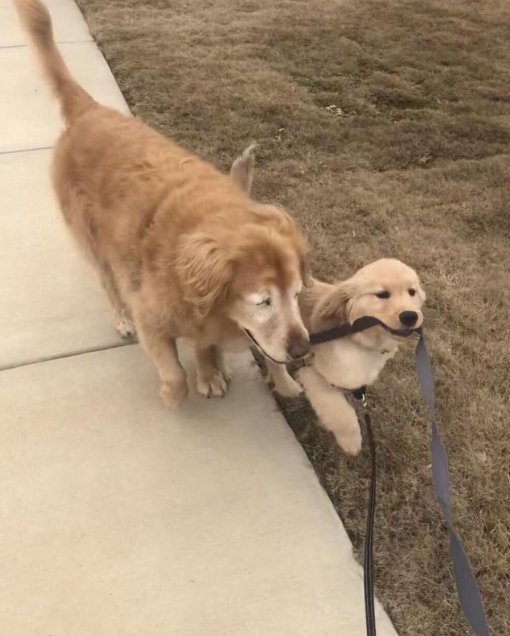 Perrito ciego tiene su propio perro guía y enamora a Internet ...