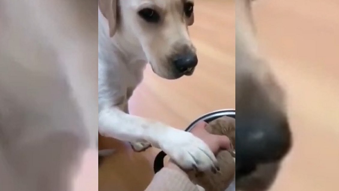 [Video] A un perro fiel no le hizo gracia la posibilidad de que su ...