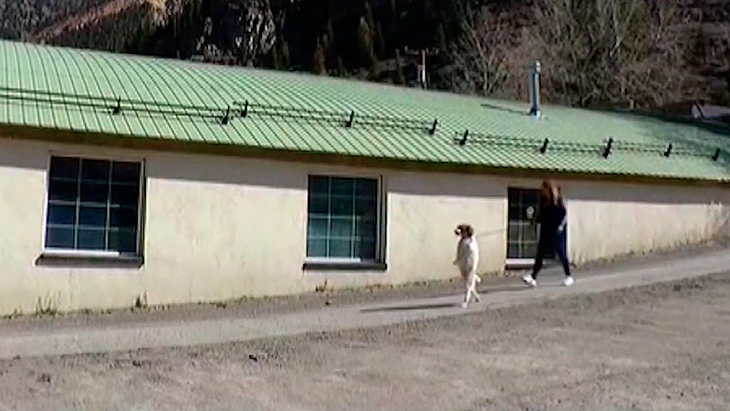 [Video] Dexter, el perro que se hizo viral por tener que aprender a ...