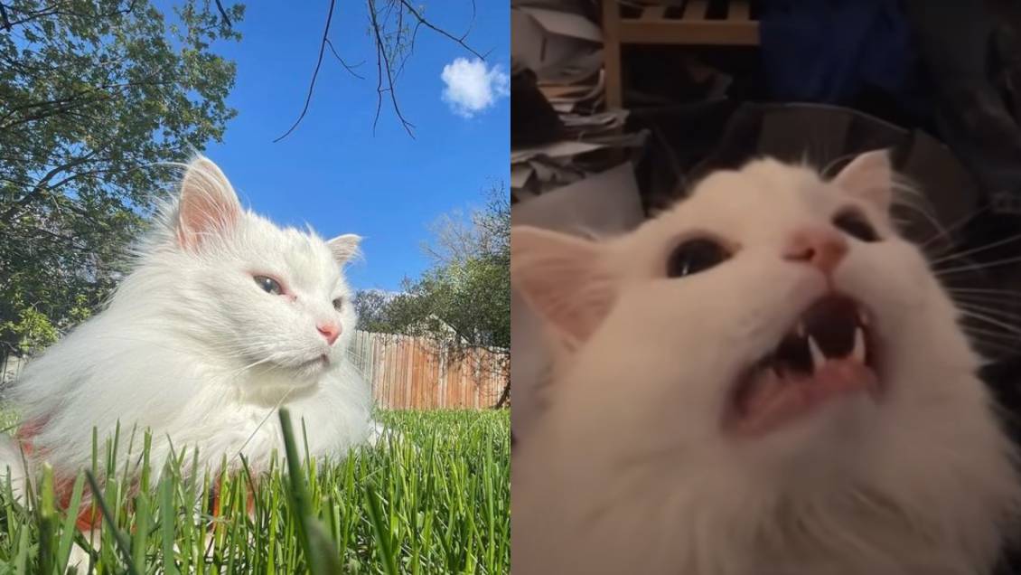 Murió Thurston the Cat, uno de los gatos "meme" más populares de ...