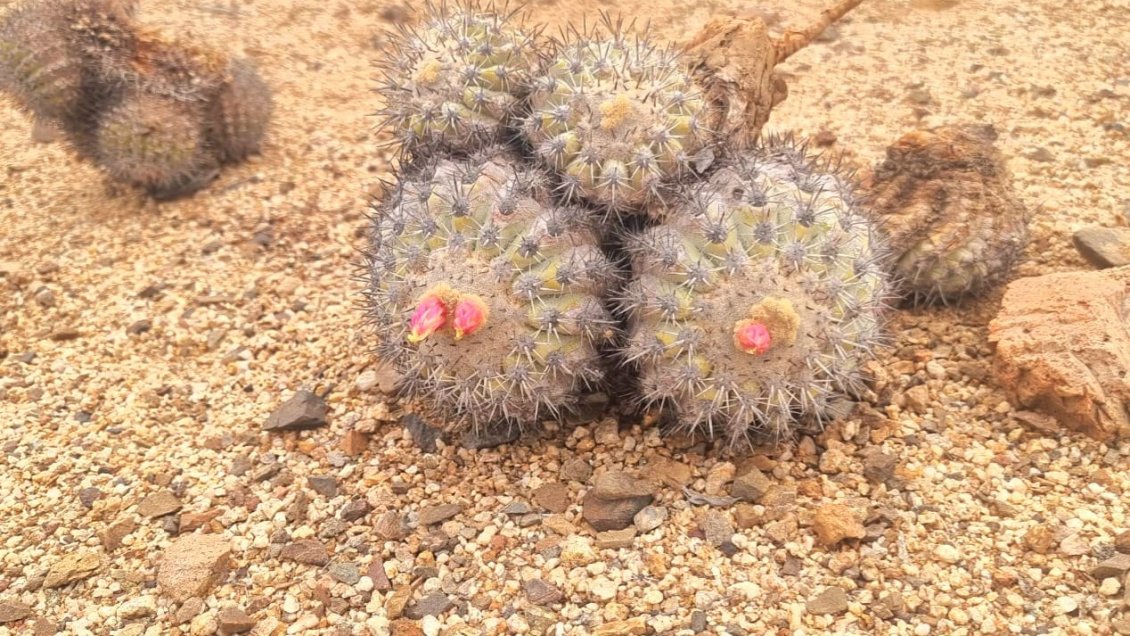 Detienen a turista por intentar robar un cactus desde el Parque Nacional Pan de Azúcar ...