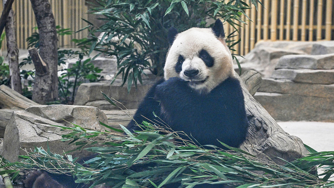 Pandas gigantes de Chengdu, los otros protagonistas de los Juegos ...