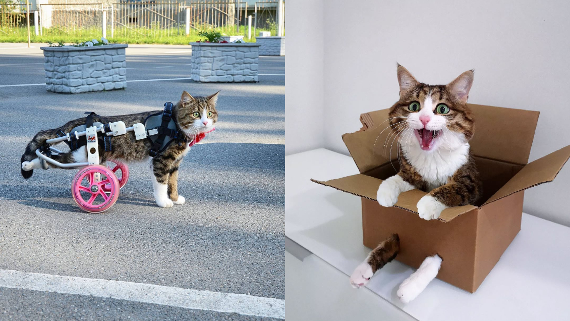 [Fotos] Rexie: La gatita que arrasa en redes sociales con sus ...