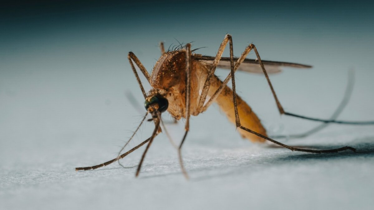 Cambiar el agua no basta: Consejos para prevenir el mosquito transmisor ...