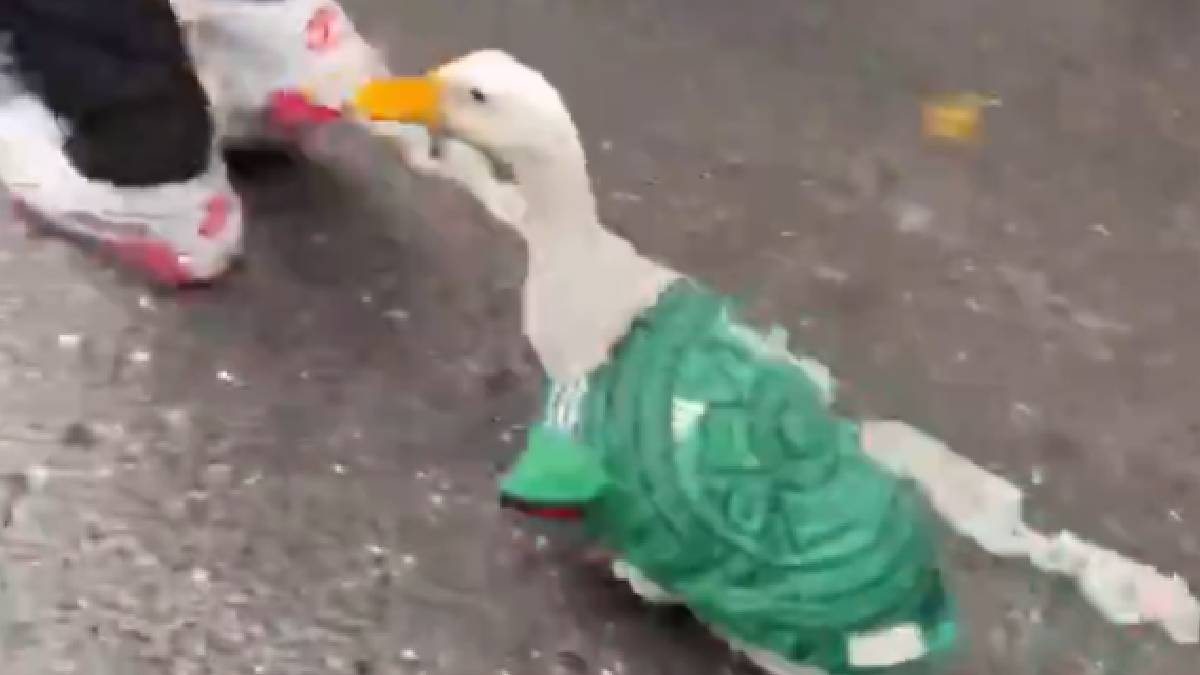 Hasta con camiseta del "Tri": Simpático pato fue captado alentando a ...
